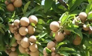 Bhokar Fruit : ये है दुनिया का सबसे ताकतवर फल.. बूढ़ों को भी बना देता ...